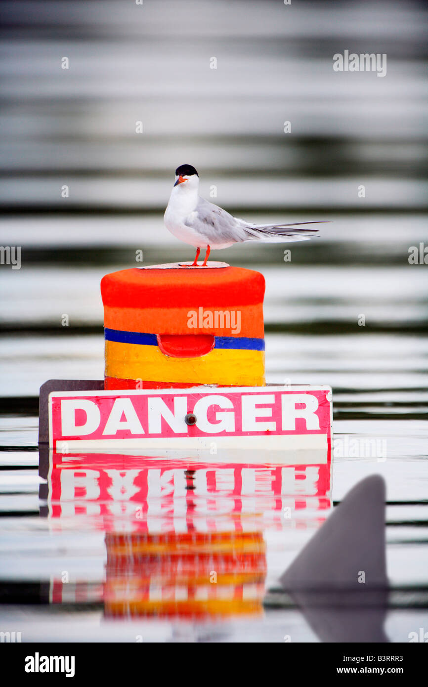 Seagull warning sign hi-res stock photography and images - Alamy