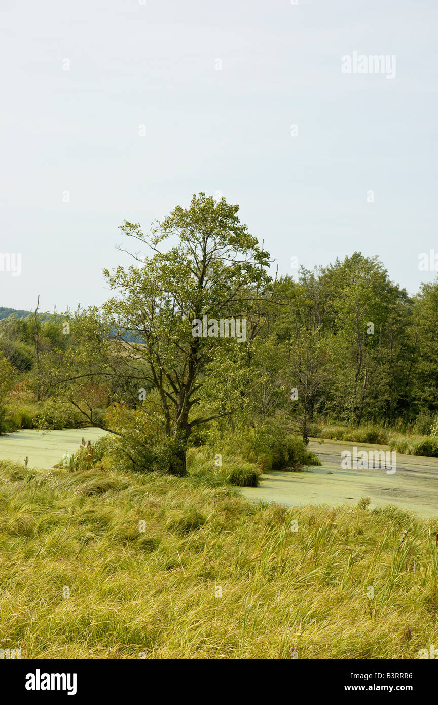 lonely tree on river bank Stock Photo - Alamy