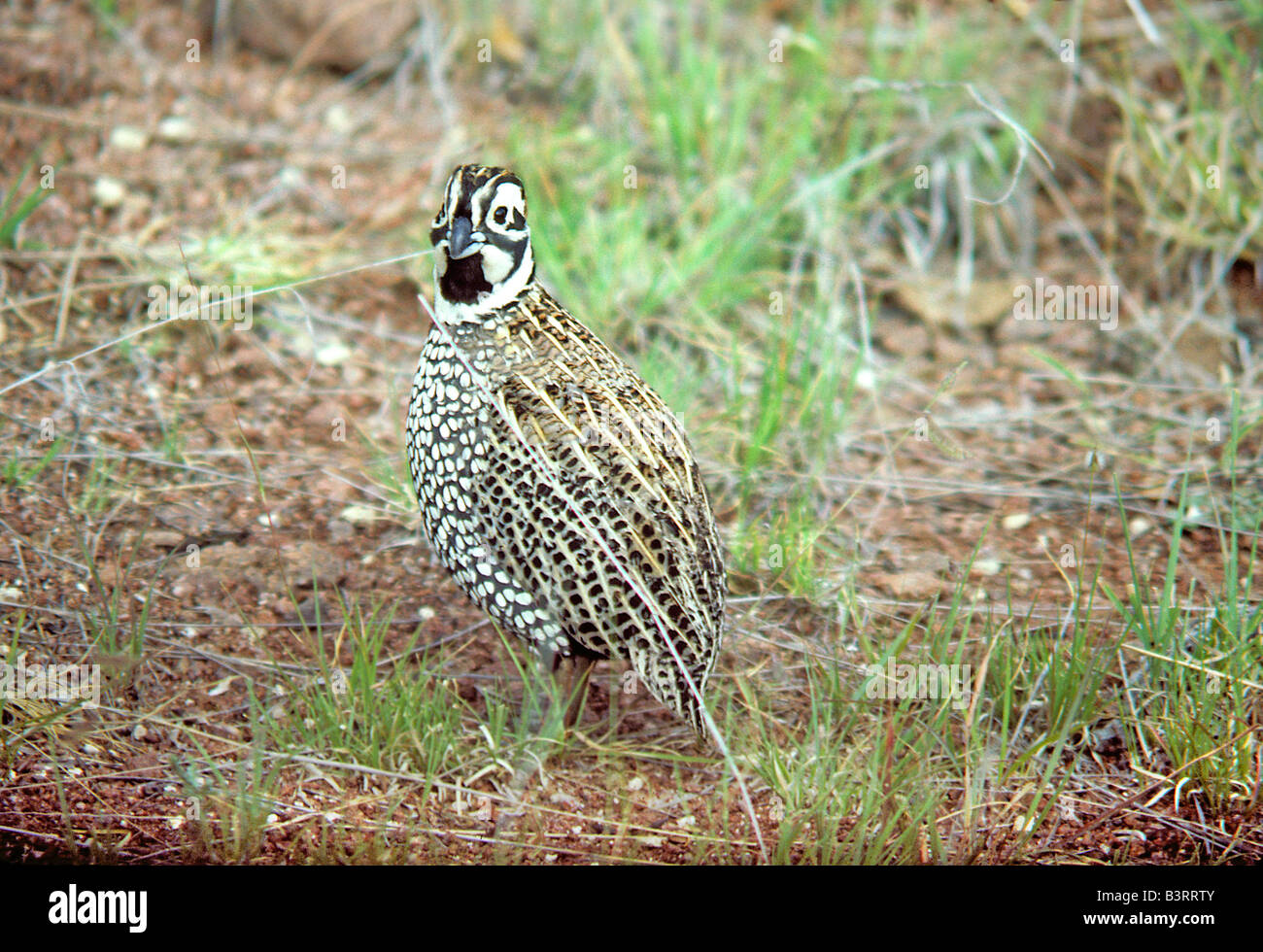 Montezuma quail hi-res stock photography and images - Alamy
