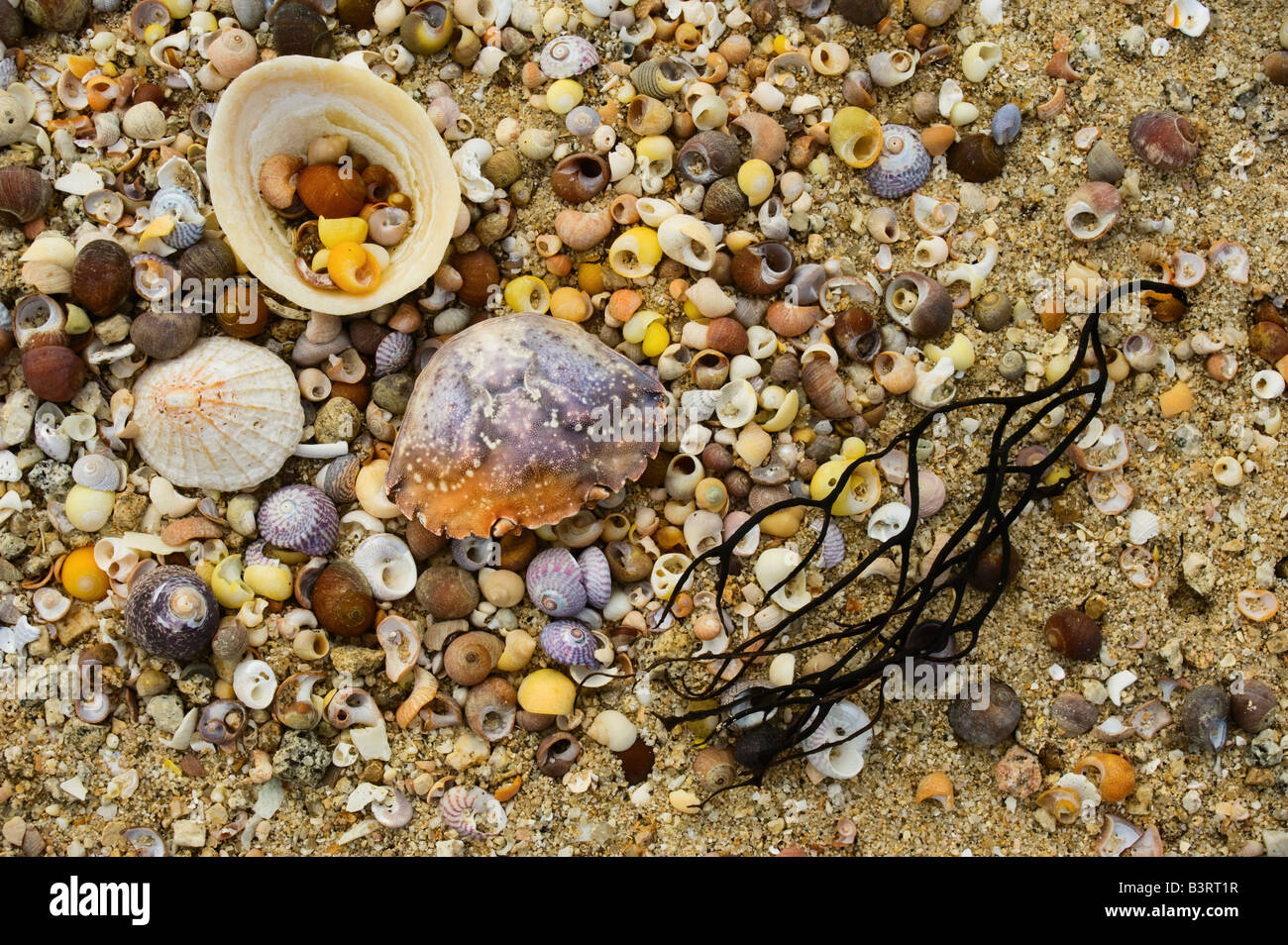 Shells and seaweed on a beach on Bryher Isles of Scilly England UK ...