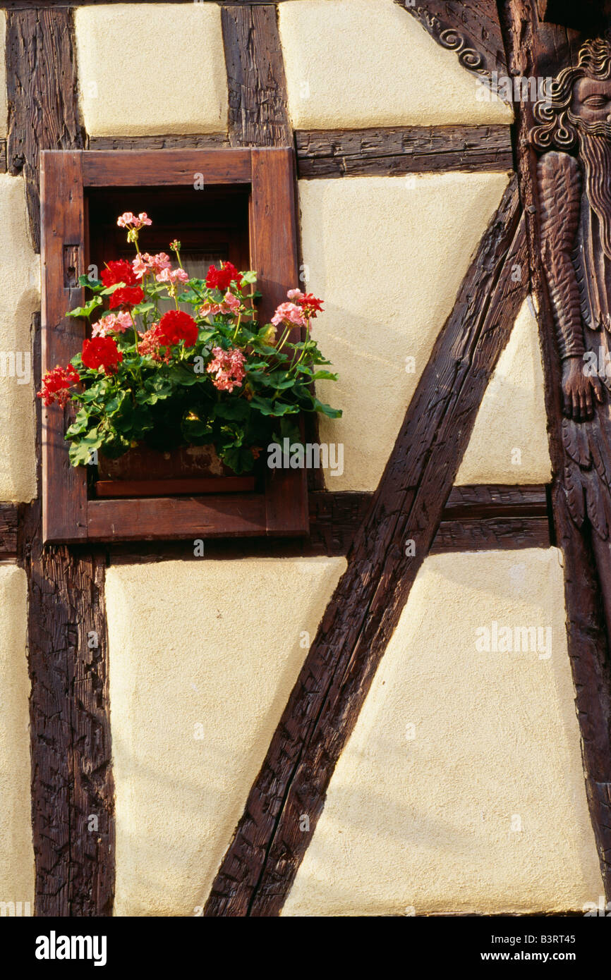 Geraniums in window of half-timbered house Stock Photo - Alamy