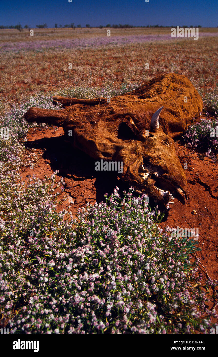 Dead cow, Australia Stock Photo - Alamy