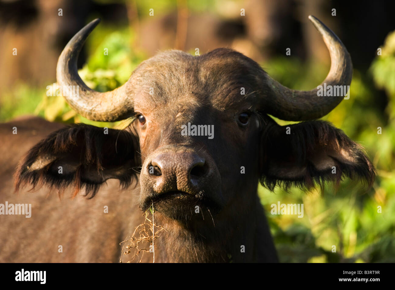 African Buffalo (Syncerus caffer Stock Photo - Alamy
