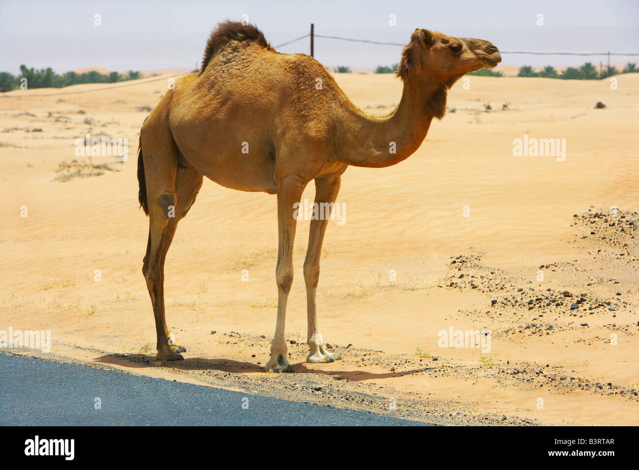 Camel on the side of the road in the desert Stock Photo - Alamy