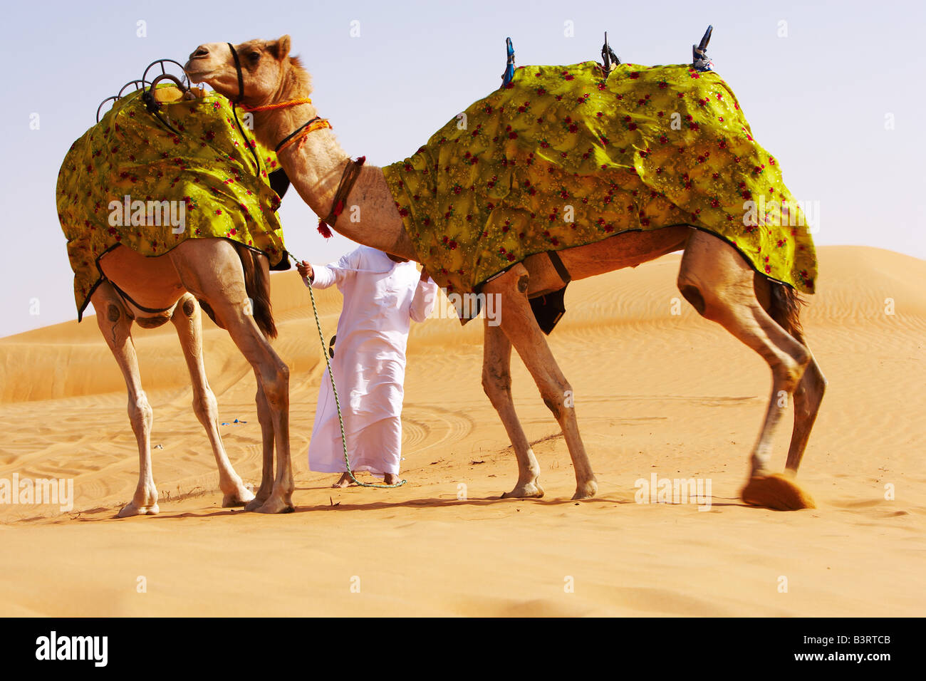Two camel with owner being pulled in the desert Stock Photo - Alamy