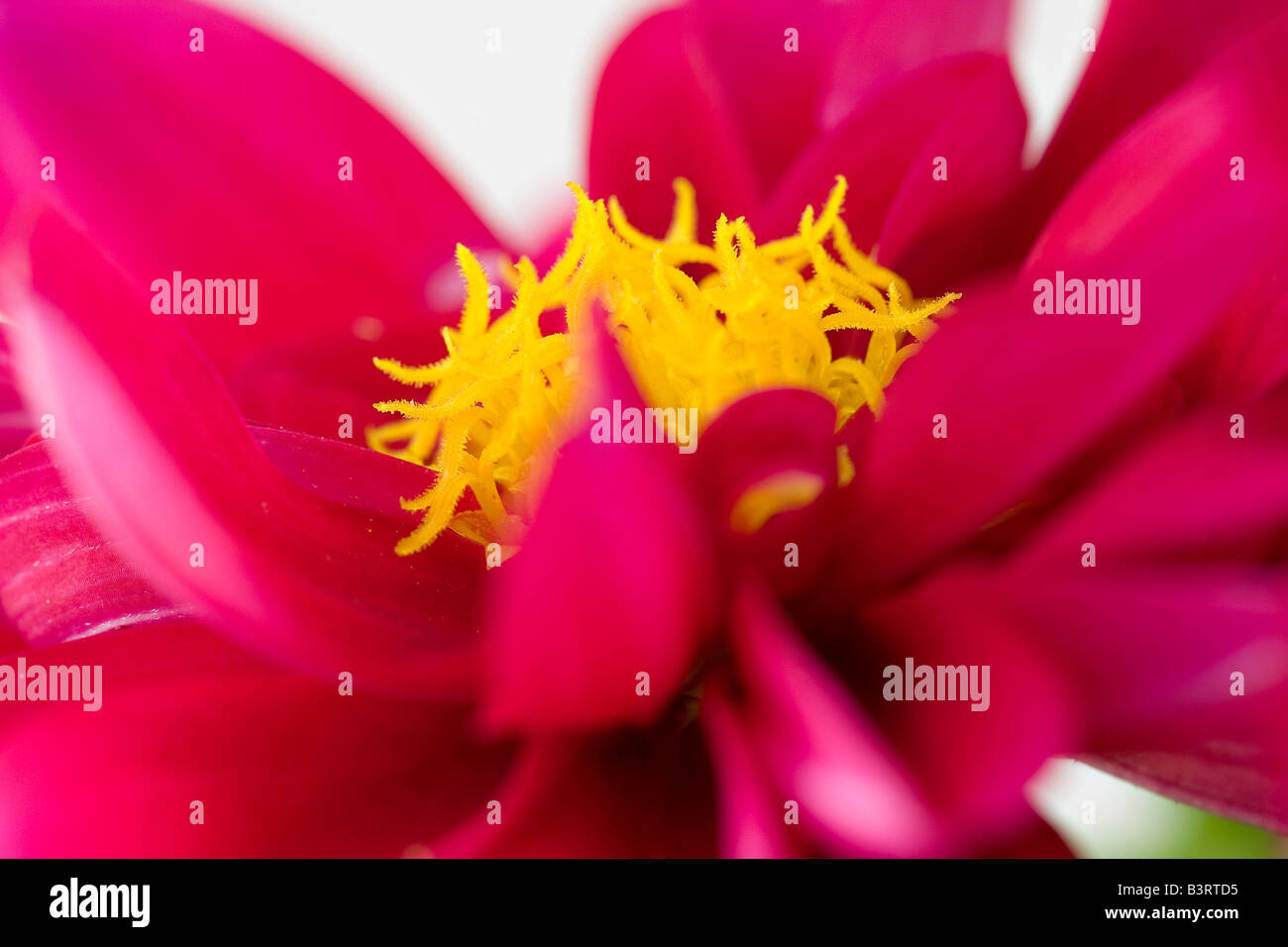 Dahlia deep red flower hi-res stock photography and images - Alamy