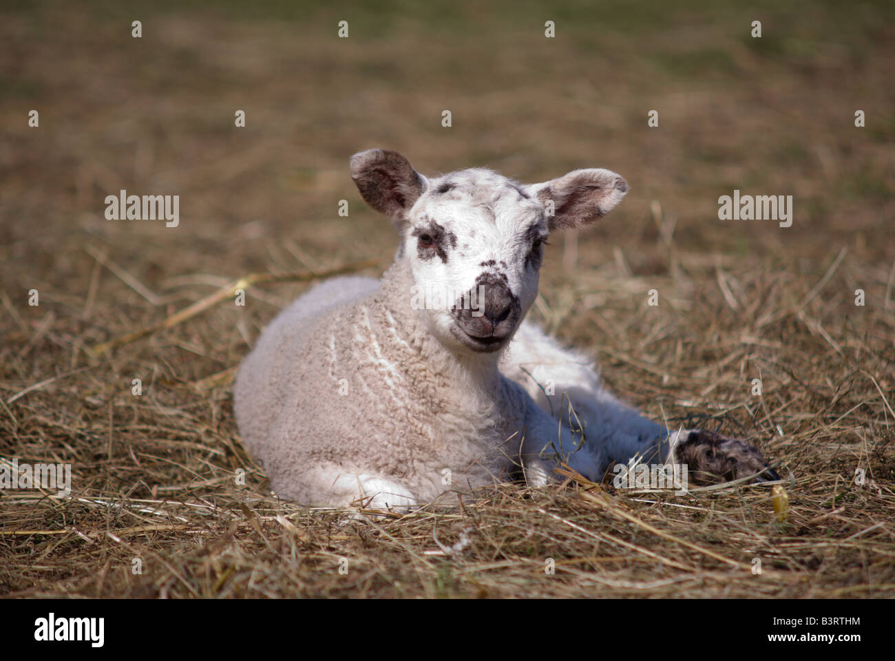 Lamb lying down hi-res stock photography and images - Alamy