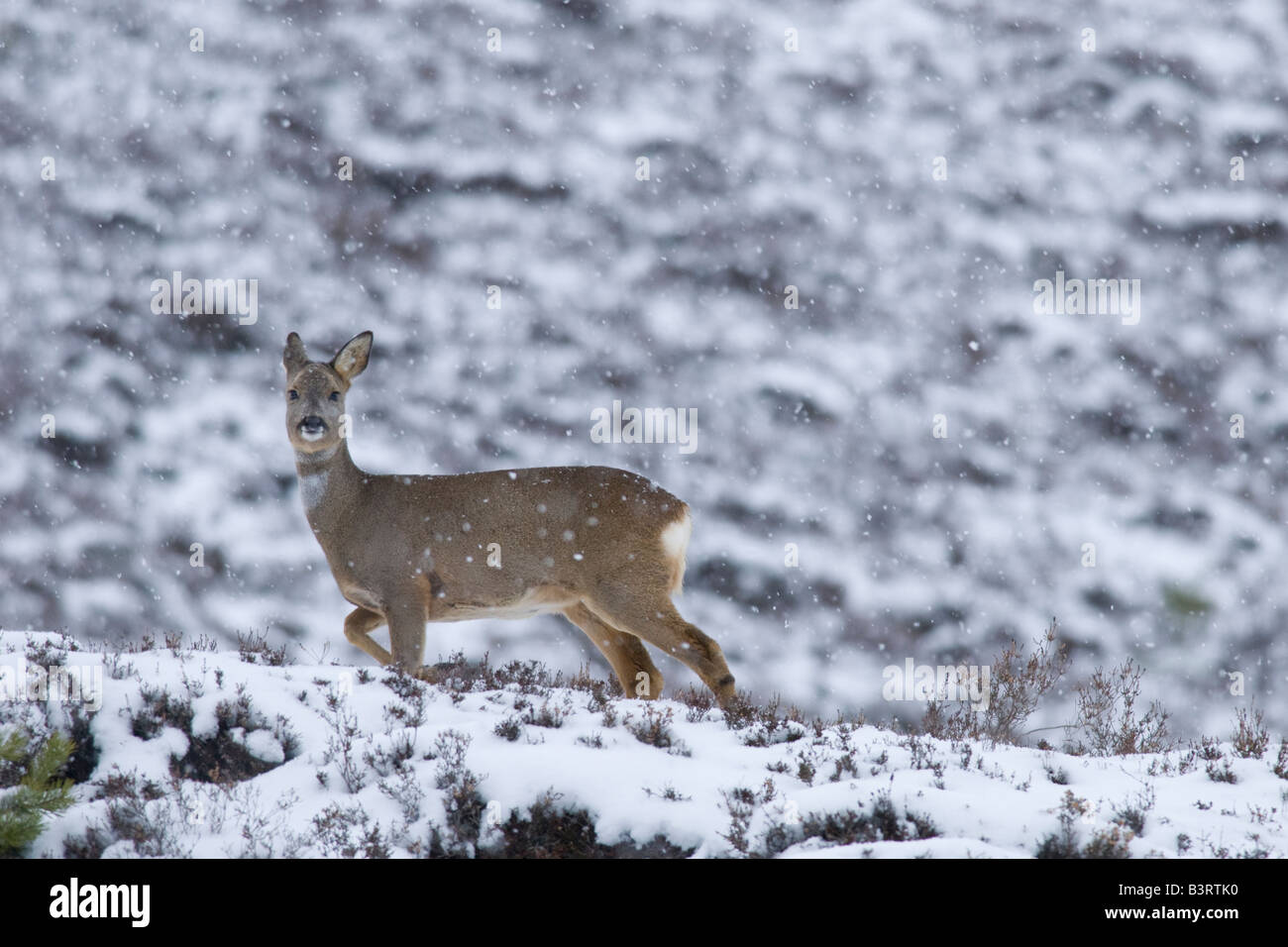 Roe deer scotland hi-res stock photography and images - Alamy