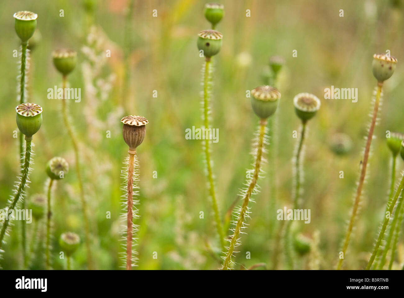 Poppy seed cases hi-res stock photography and images - Alamy