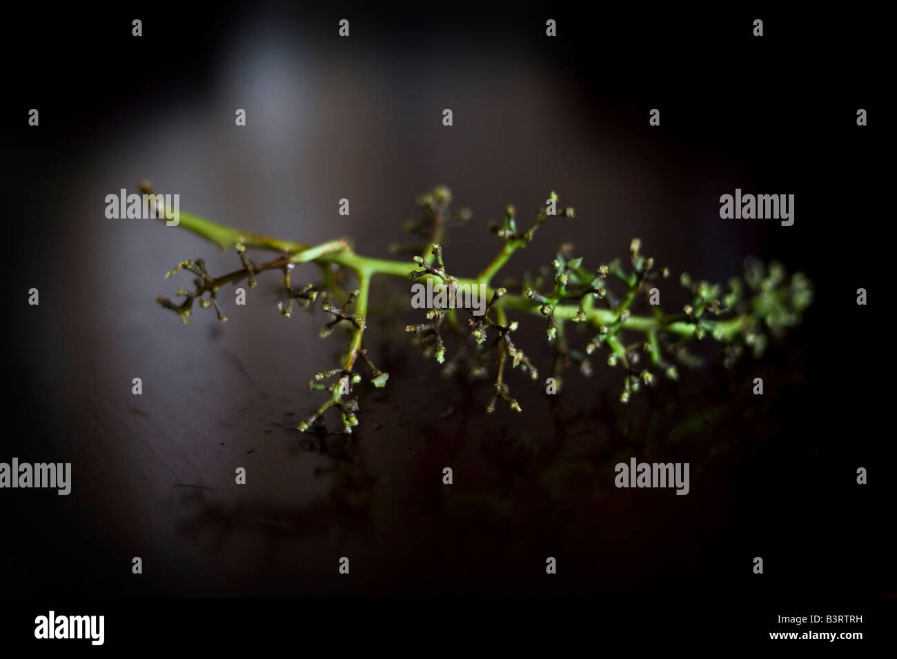 Grapevine stem hi-res stock photography and images - Alamy