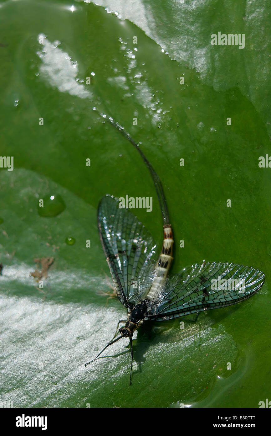 Mayfly head hi-res stock photography and images - Alamy