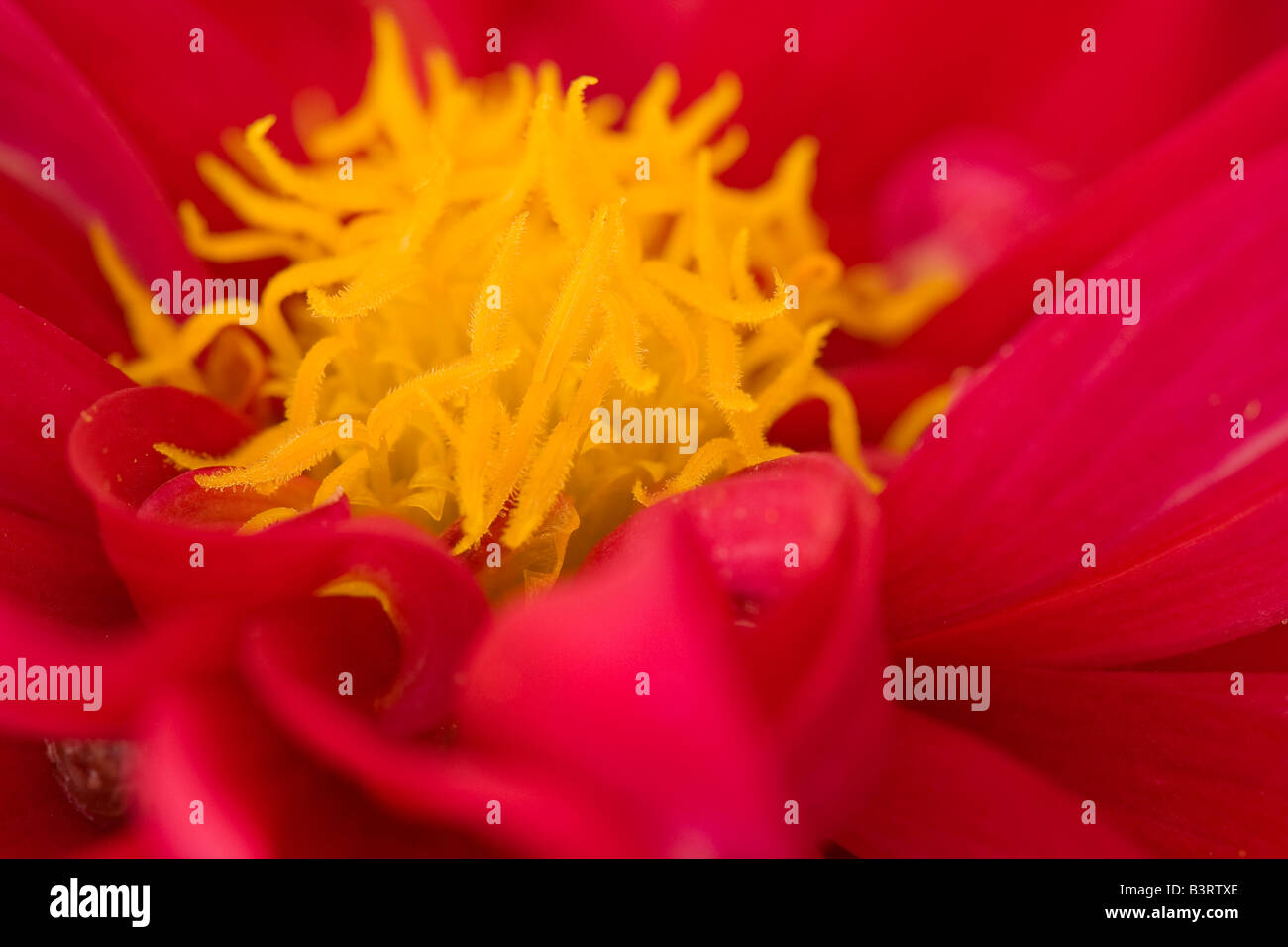 Dahlia deep red flower hi-res stock photography and images - Alamy