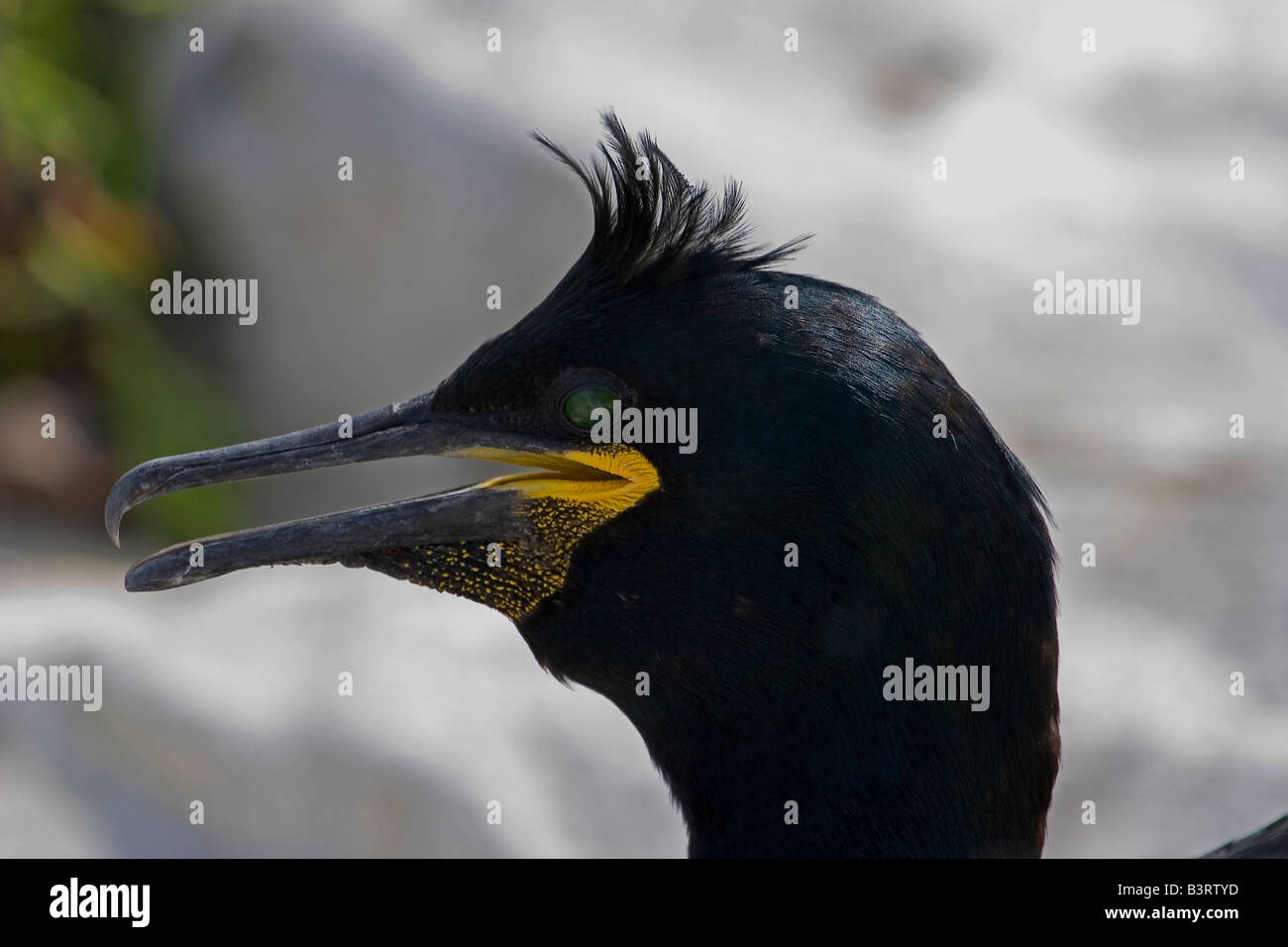 SHAG HEAD AND CREST Stock Photo - Alamy