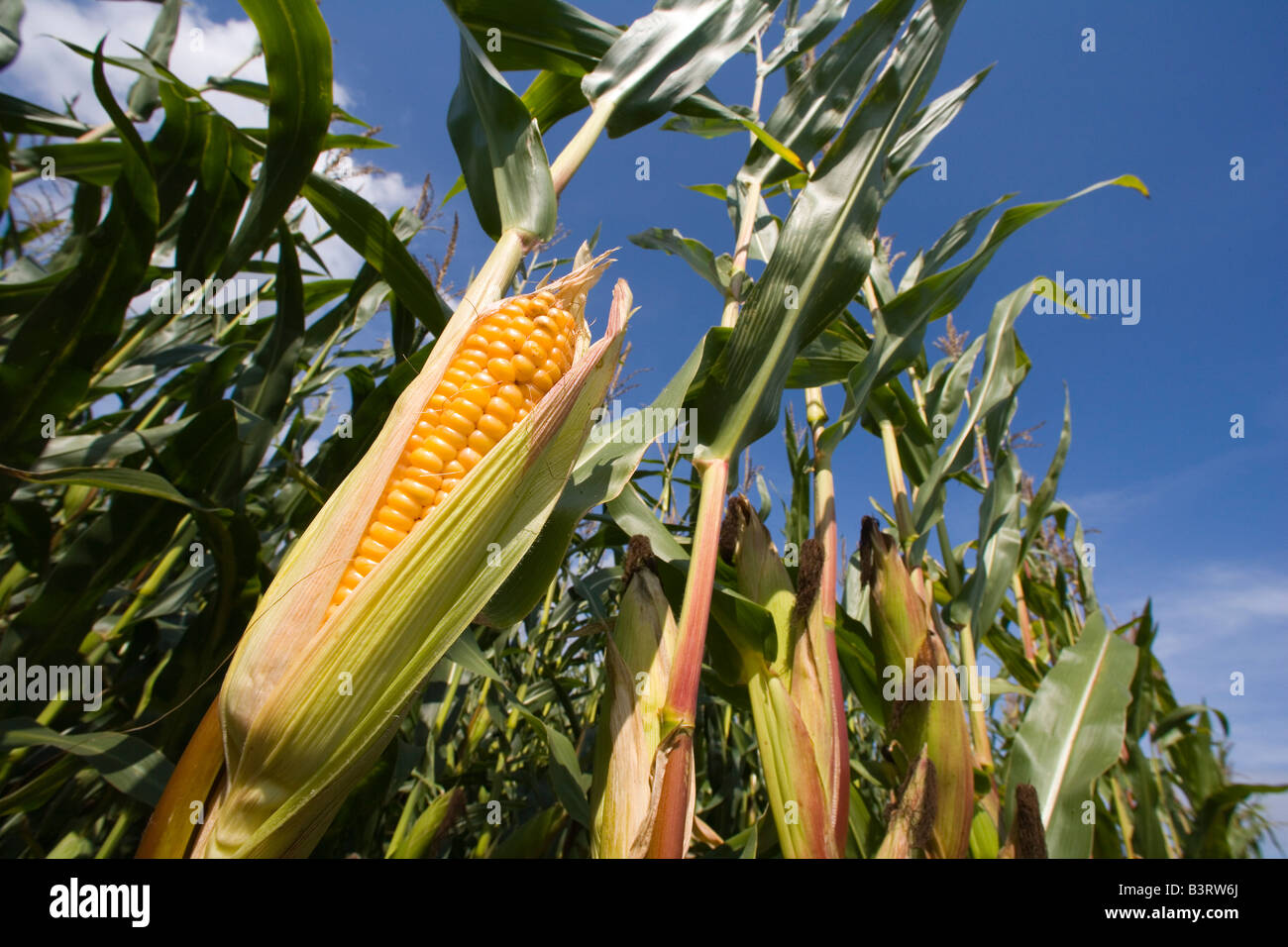 Corn field at hi-res stock photography and images - Alamy