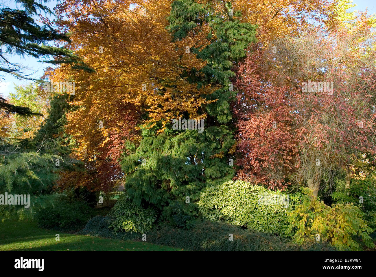 Green Red Yellow Autumn Leaves on Mixed Broadleaf and Conifer Trees ...