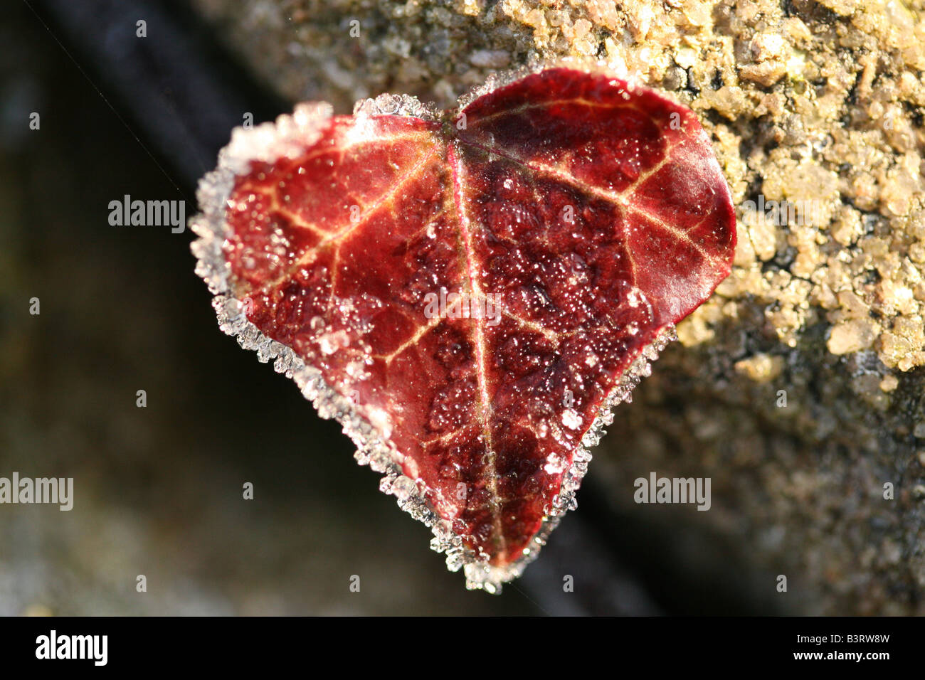 Heart shaped ivy hi-res stock photography and images - Alamy