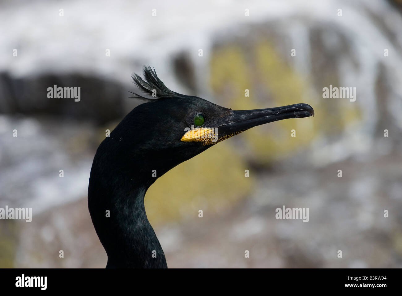 SHAG HEAD AND CREST Stock Photo - Alamy