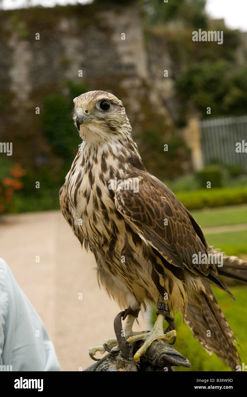 a hawk at Angers Castle, chateau d'Angers, in the Loire region of ...