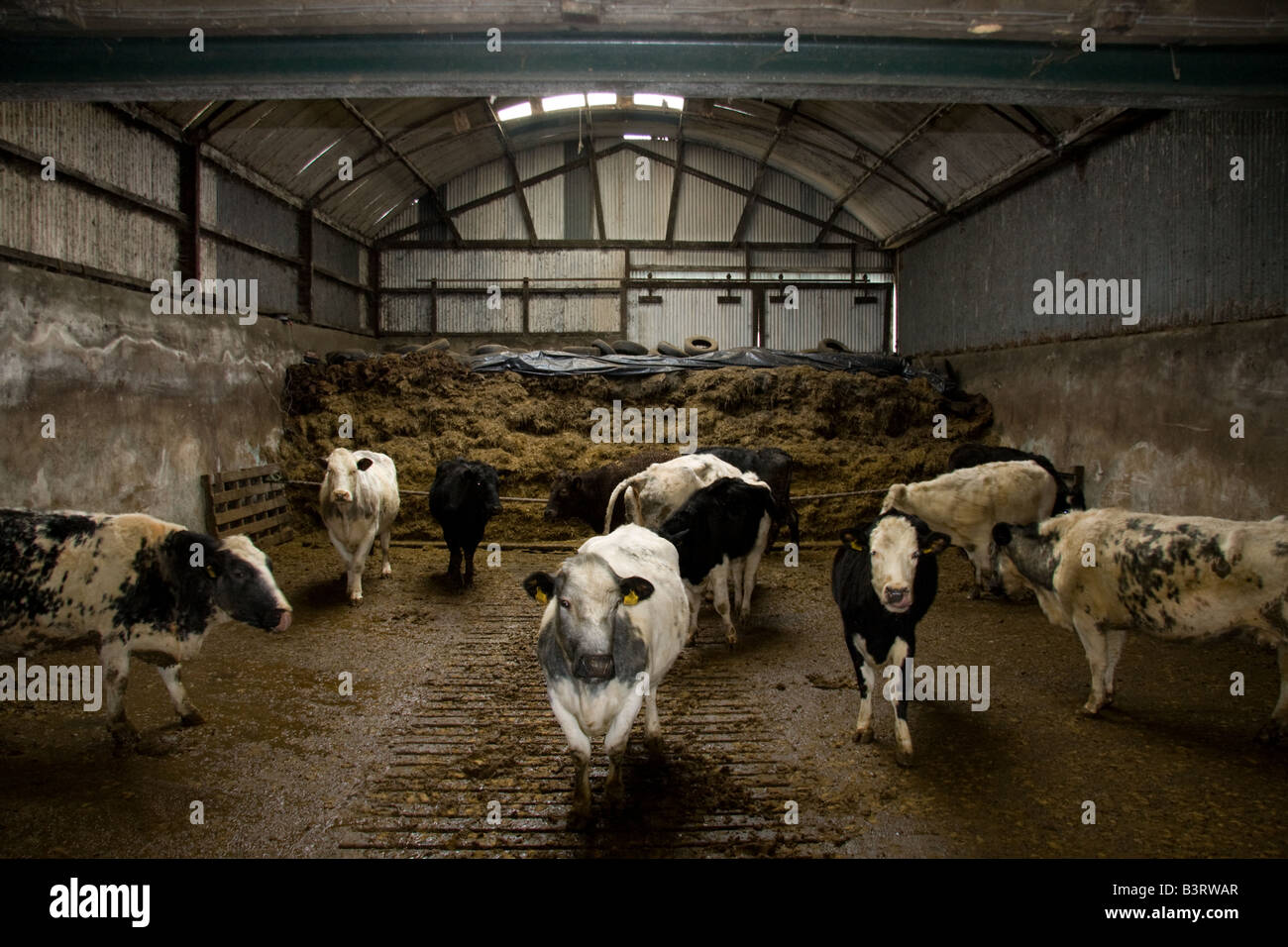 cows in a barn for winter Stock Photo - Alamy