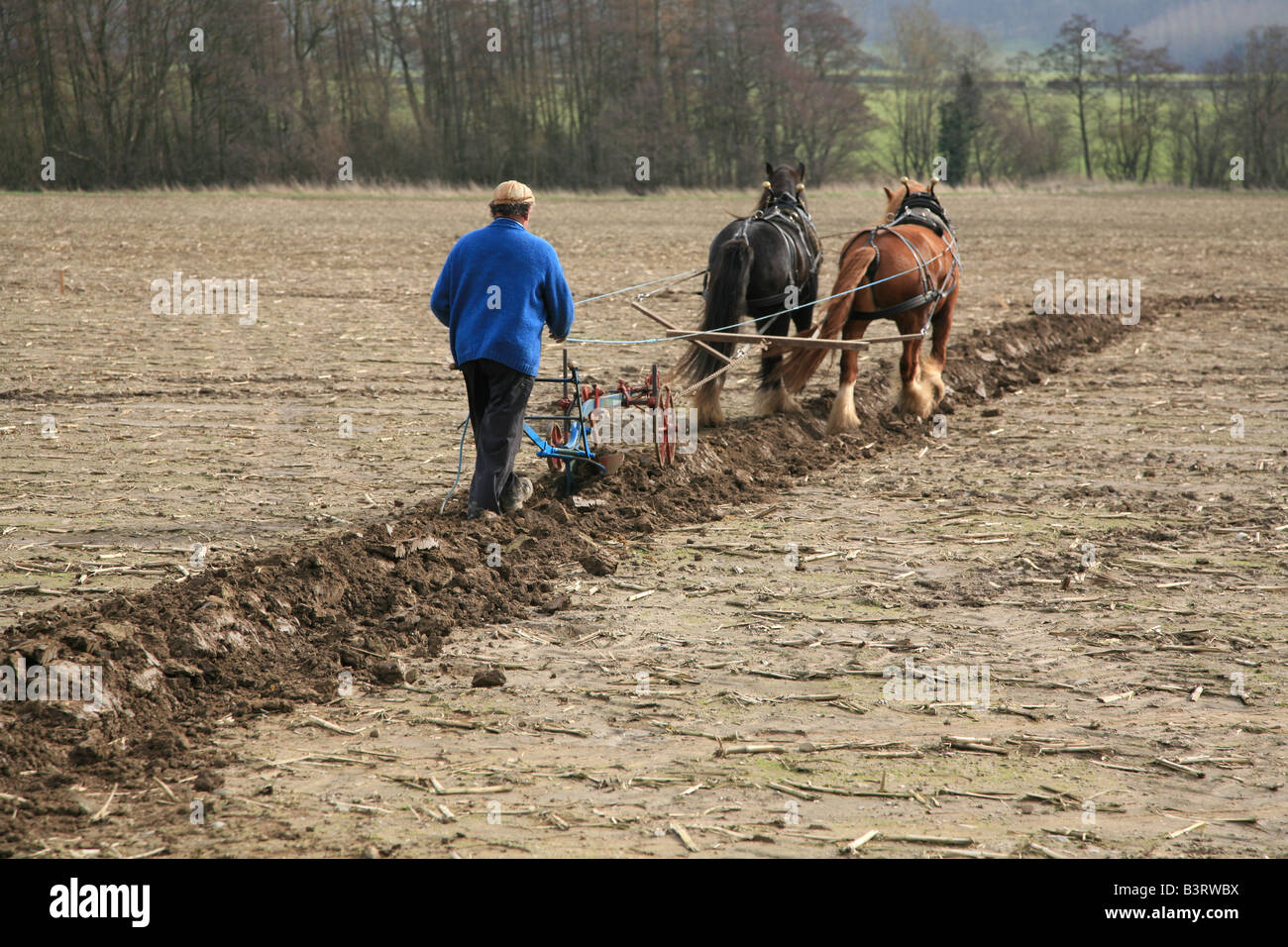 Traditional shire horses hi-res stock photography and images - Alamy