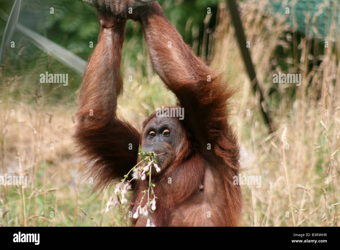 Orang utan eating Stock Photo - Alamy