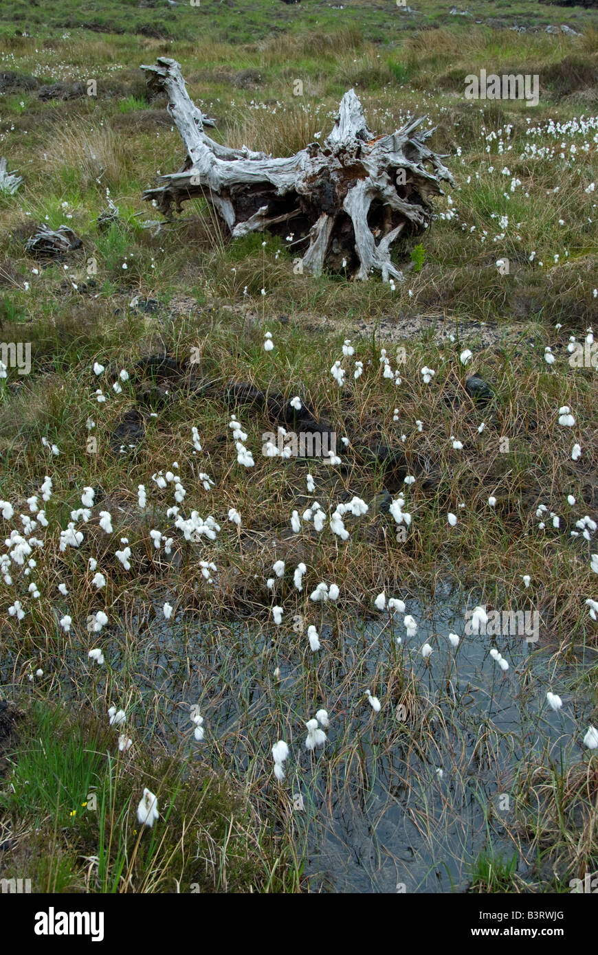 Peat bog with bog oak and bog cotton: Eriophorum angustifolium County ...