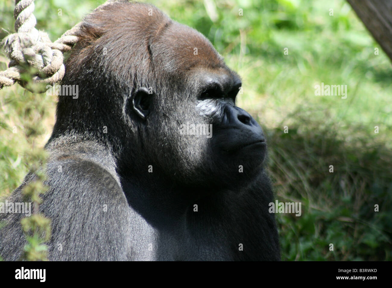 Angry Gorilla Stock Photos & Angry Gorilla Stock Images - Alamy