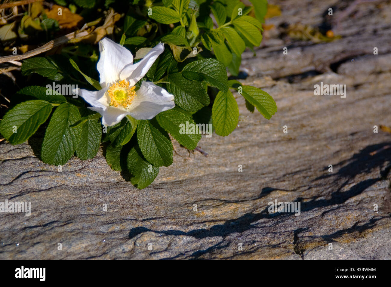 Rose rugosa white hi-res stock photography and images - Alamy