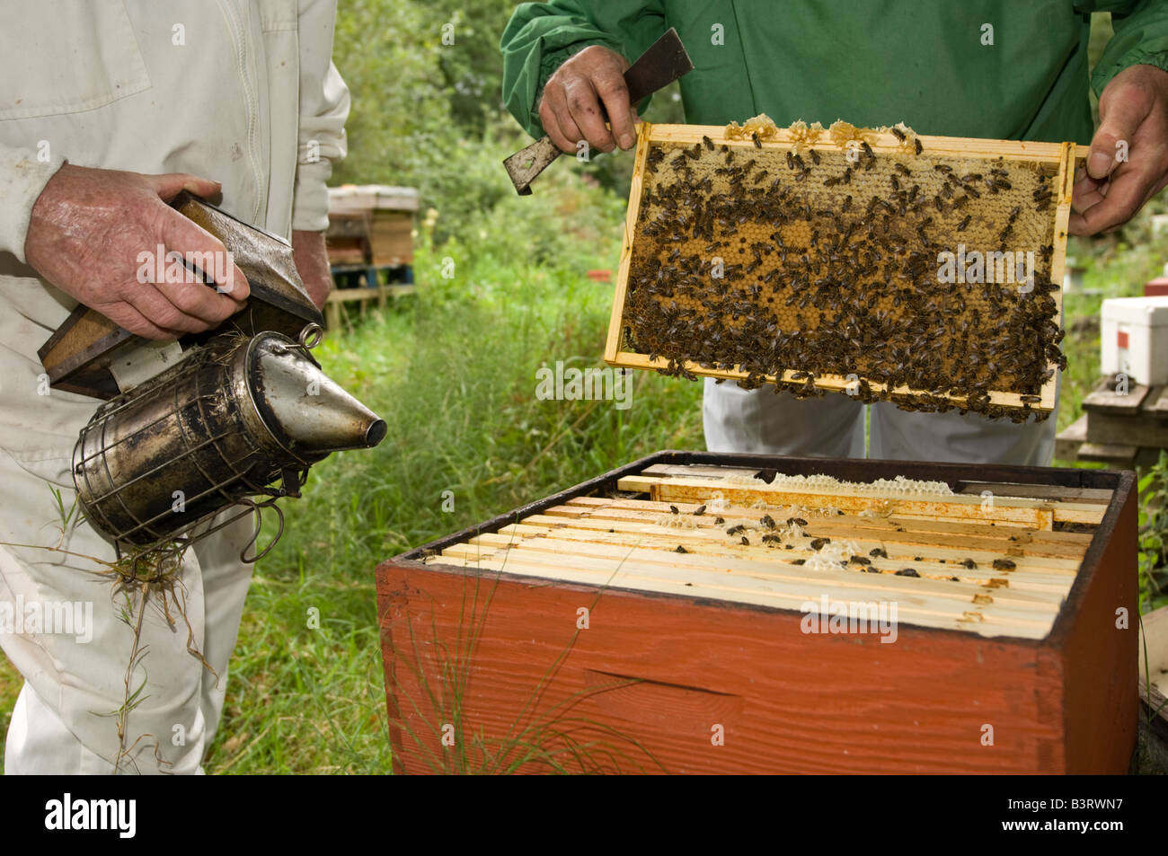 Beekeepers checking their hives for honey UK, one holding smoker to ...