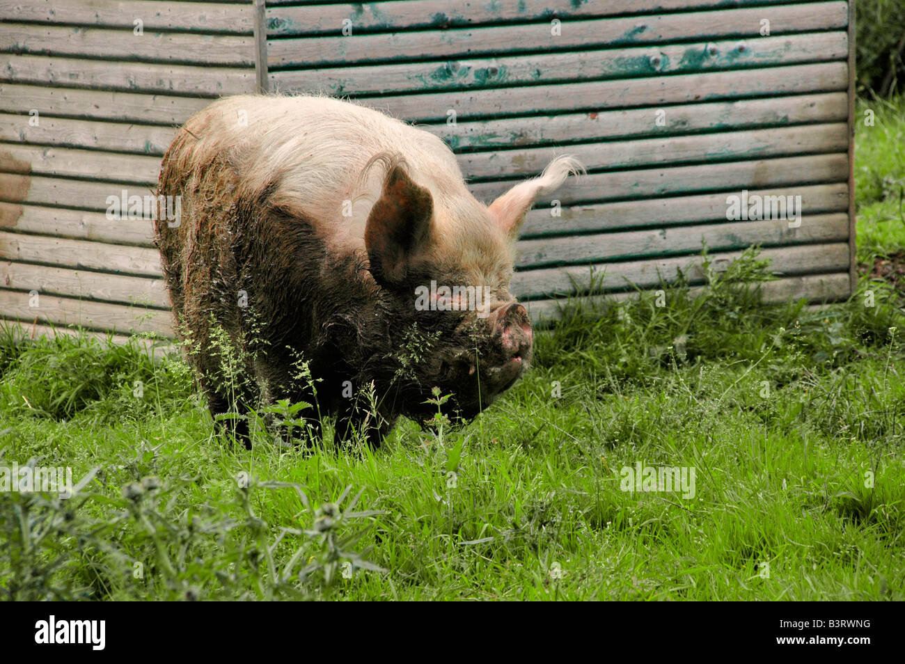 A grubby pig forages for food in its grass enclosure Stock Photo - Alamy