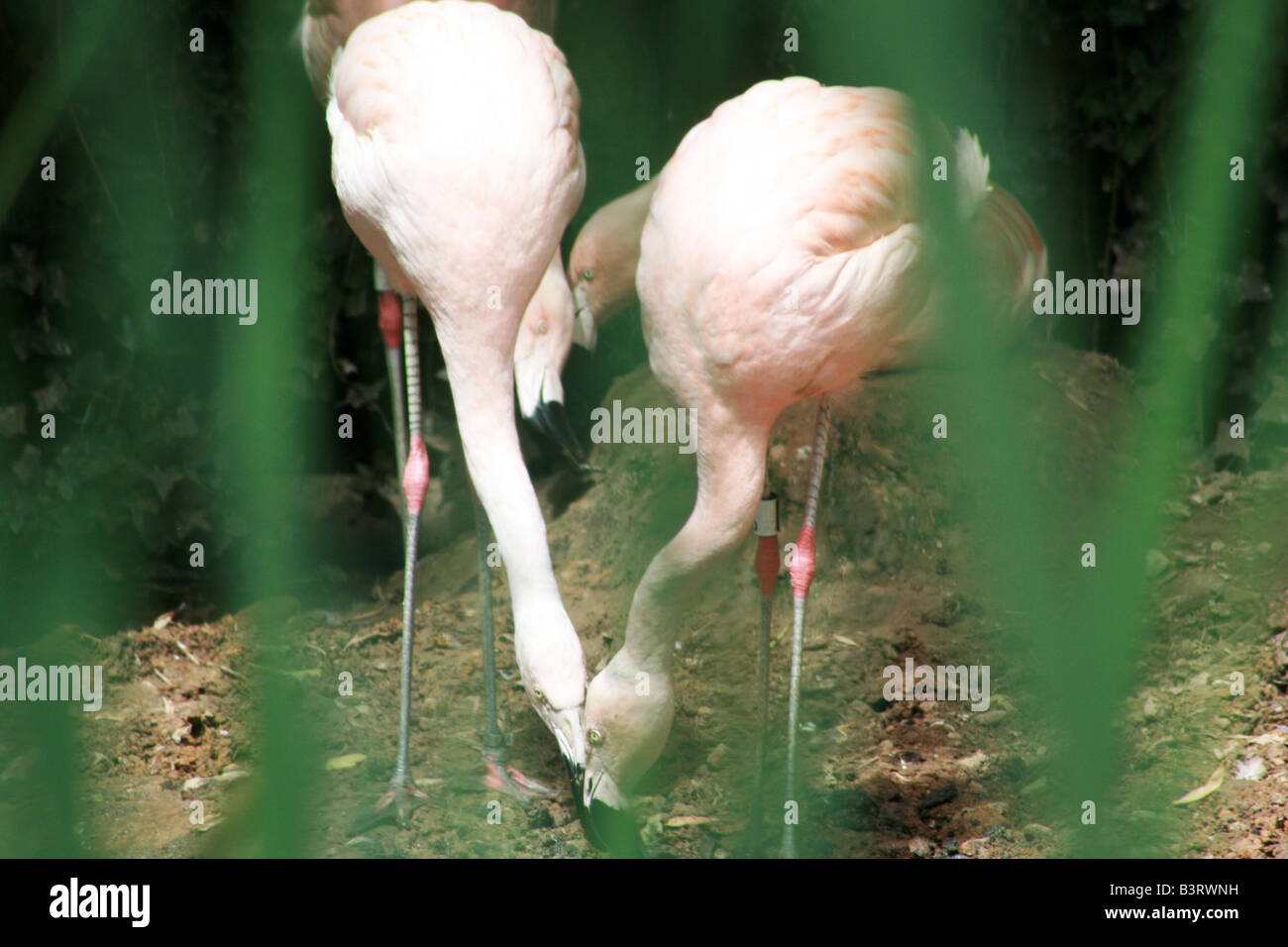 Real flamingos hi-res stock photography and images - Alamy