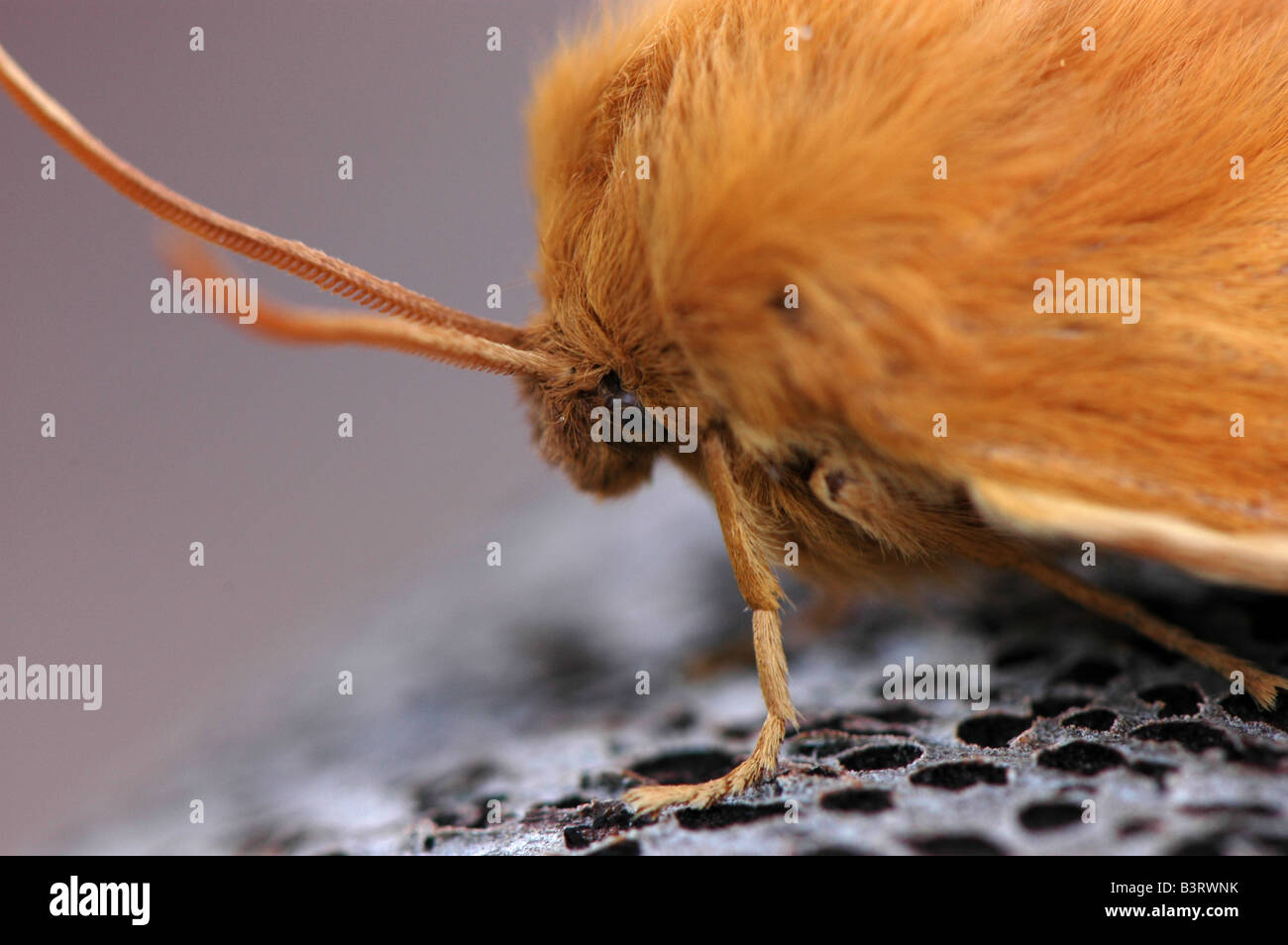 Female oak eggar moth hi-res stock photography and images - Alamy