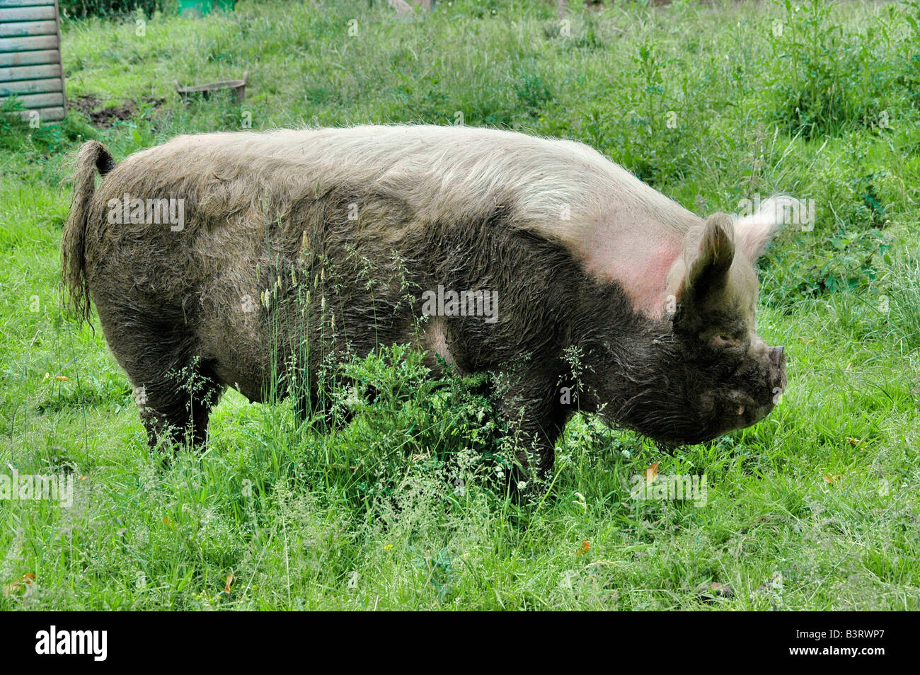 Large enclosed hi-res stock photography and images - Alamy