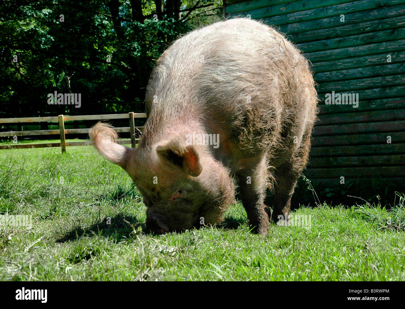 A grubby pig forages for food in its grass enclosure Stock Photo - Alamy