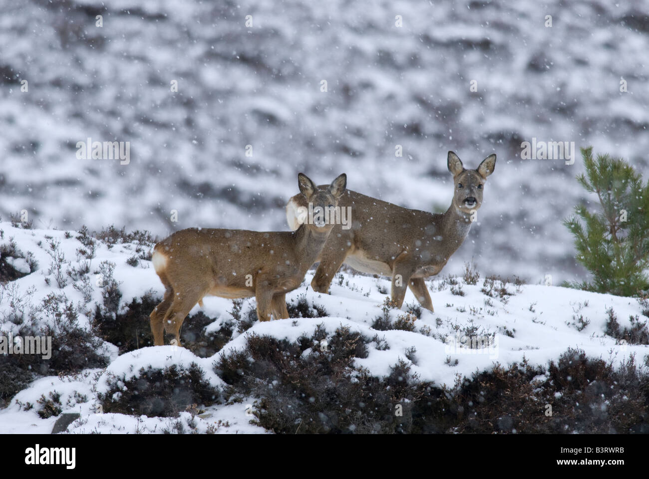 Roe deer scotland hi-res stock photography and images - Alamy