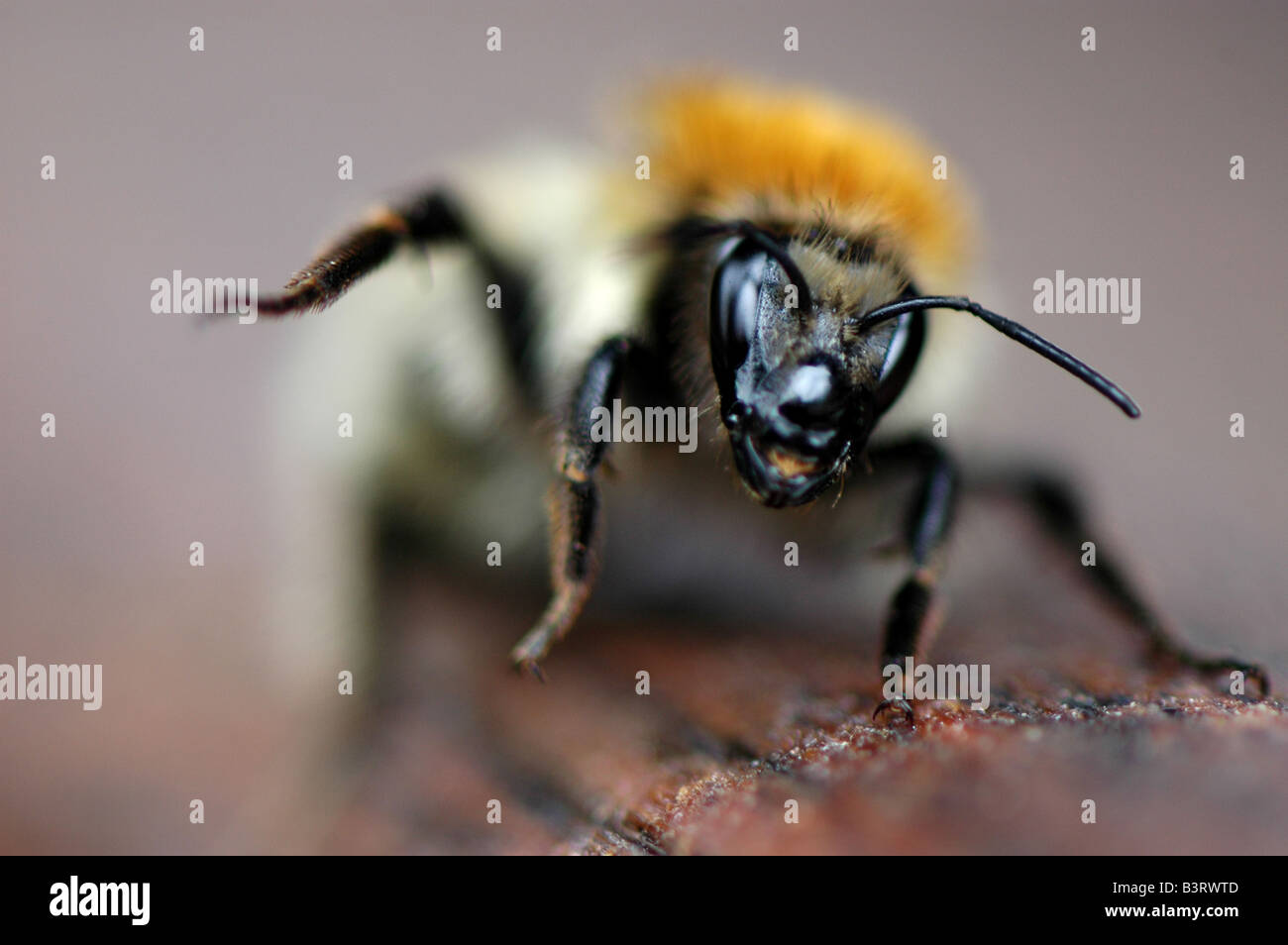 Carder bee uk hi-res stock photography and images - Alamy