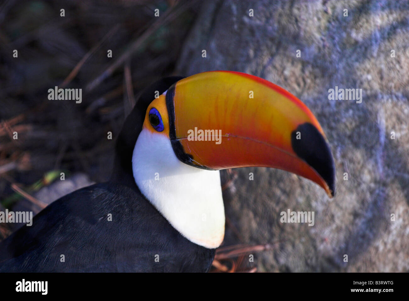A Ramphastos toco, or Toco Toucan, the largest known toucan Stock Photo ...