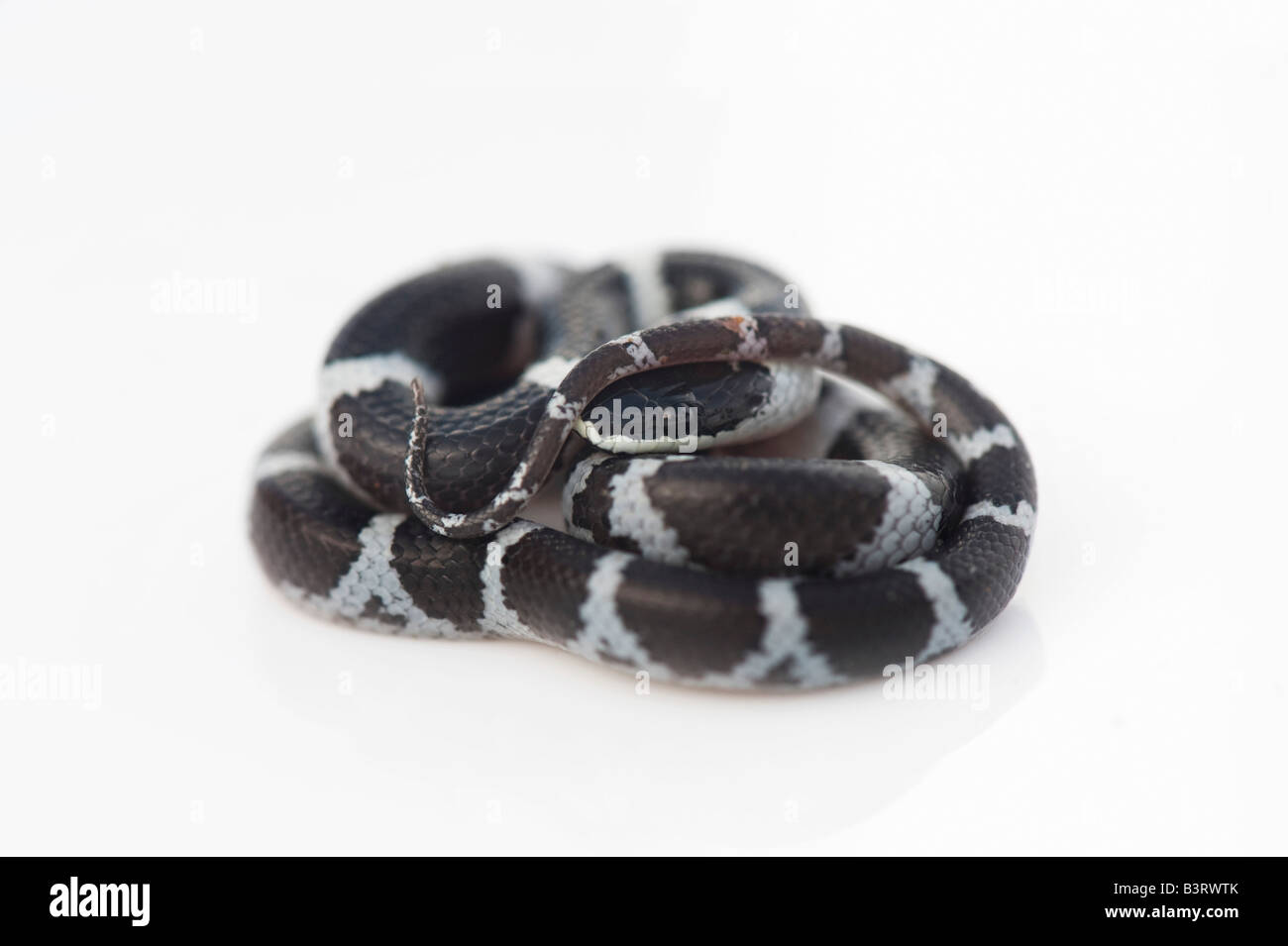 Indian wolf snake hi-res stock photography and images - Alamy