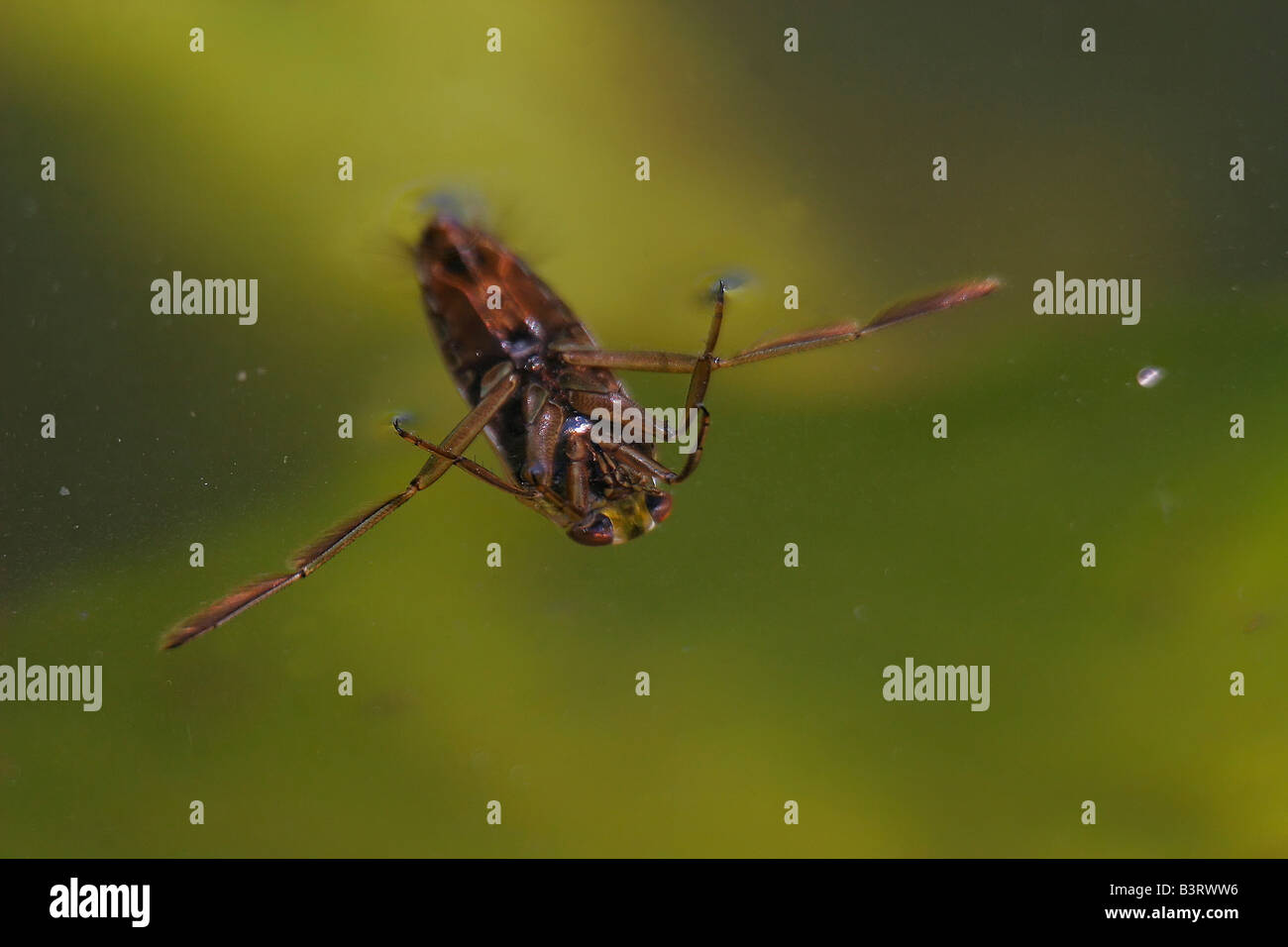Water Boatman Beetle Stock Photo - Alamy