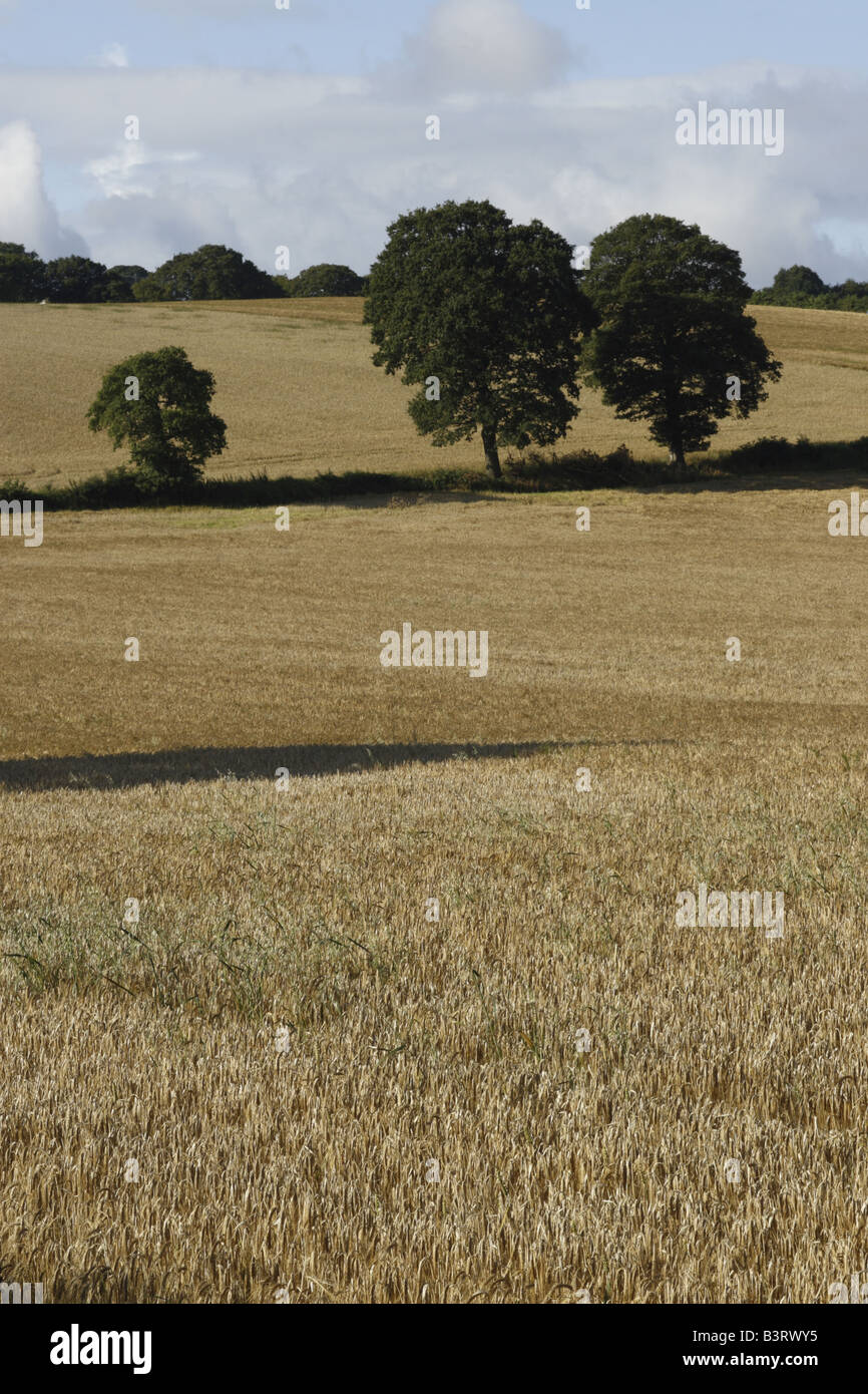 Golden feild hi-res stock photography and images - Alamy
