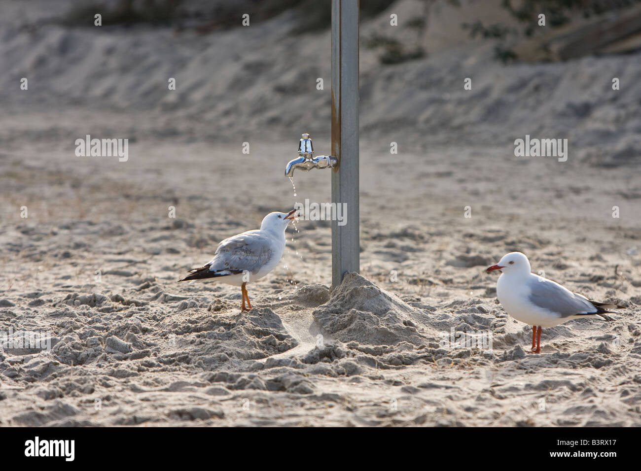 Seagulls drinking from a dripping tap at Tyrone foreshore Stock Photo ...