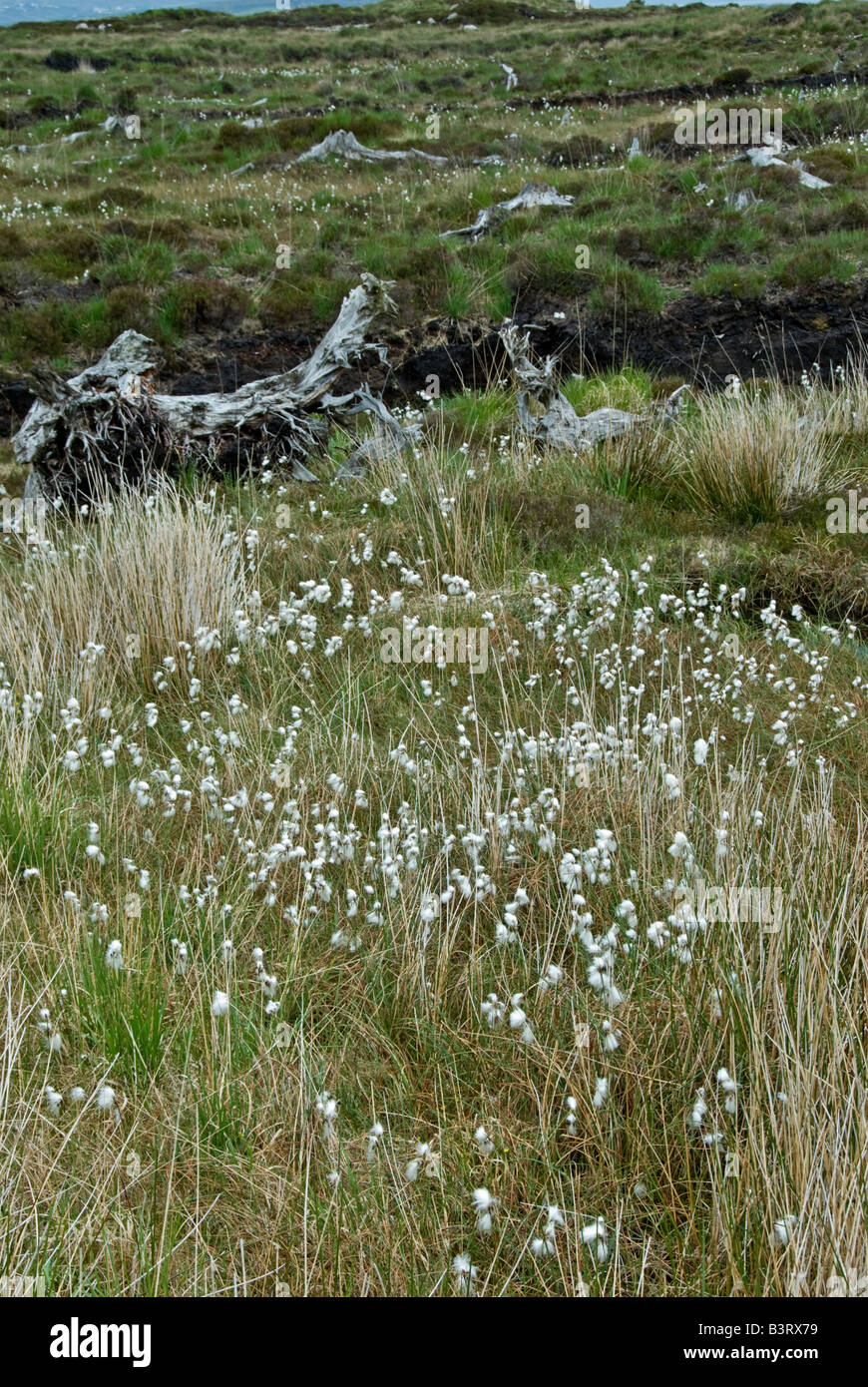Peat bog with bog oak and cotton grass: Eriophorum angustifolium County ...