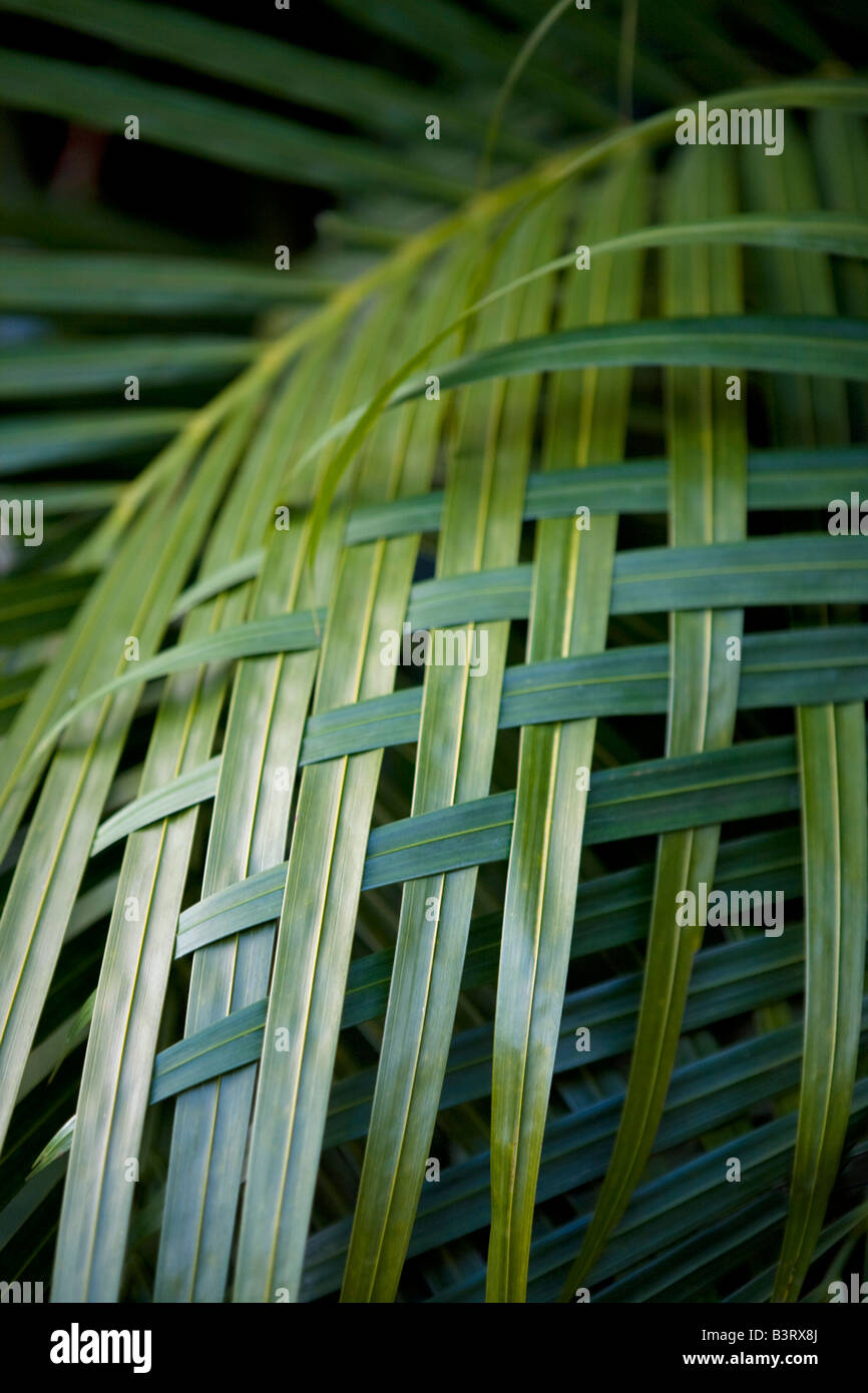 Palm leaves woven together Stock Photo - Alamy