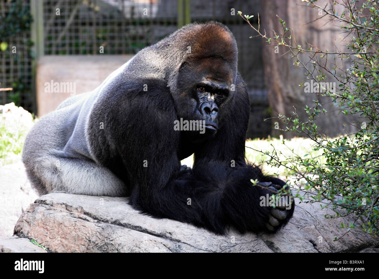 A silverback, or Western Gorilla (Gorilla gorilla) hunches over at the ...