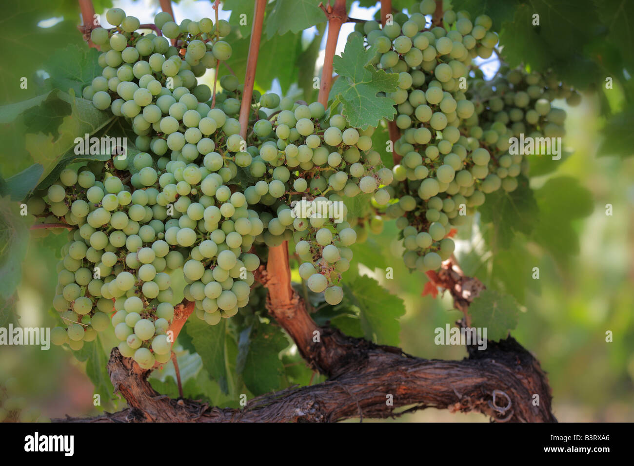Grapes on the vine in Chelan wine country in Washington state Stock ...