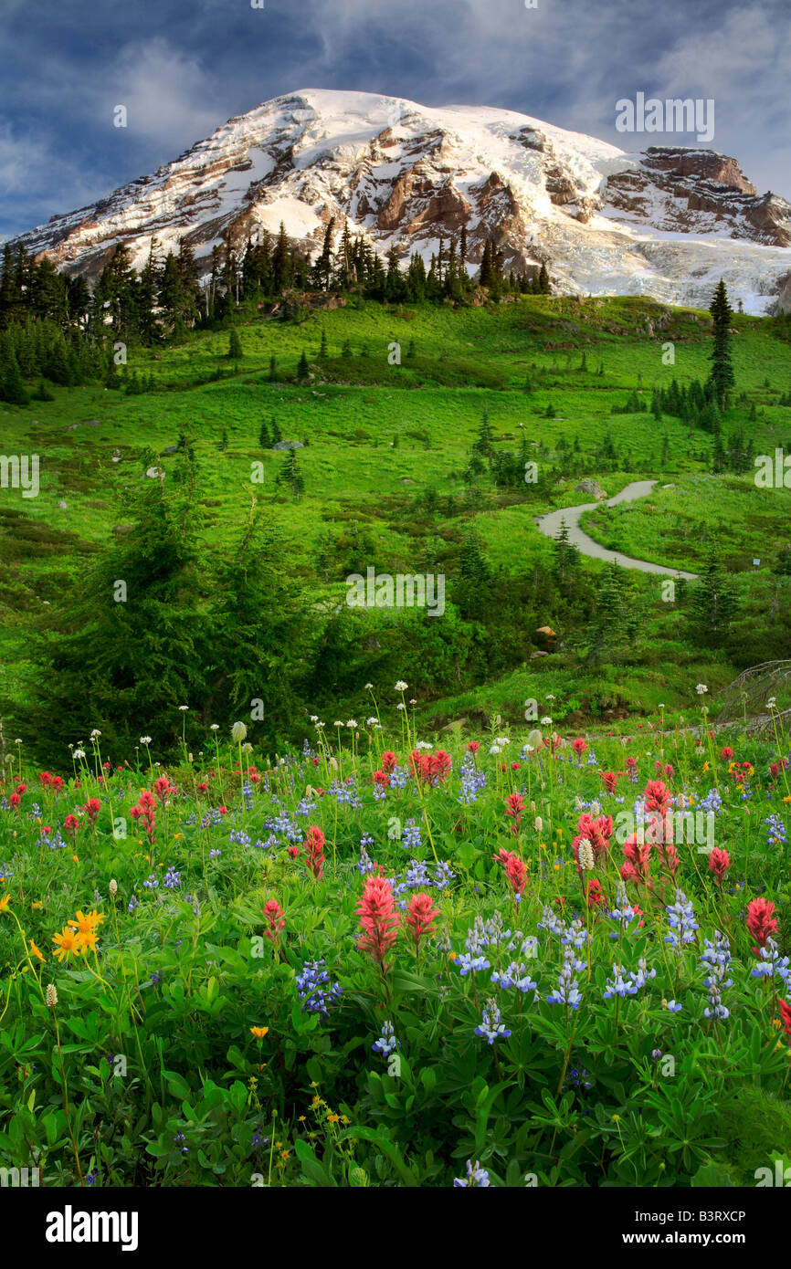 Wildflower meadow at Paradise, Mount Rainier national park, Washington ...