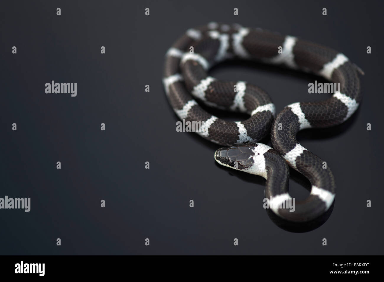 Lycodon septentrionalis. Juvenile White-Banded Wolf Snake on dark ...
