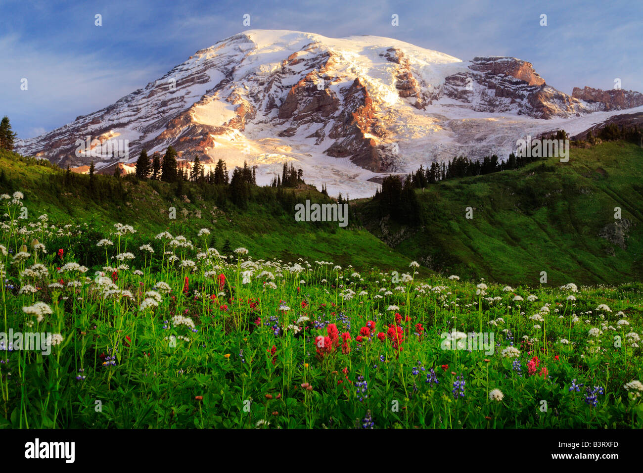 Wildflower meadow at Paradise, Mount Rainier, Washington, USA Stock ...