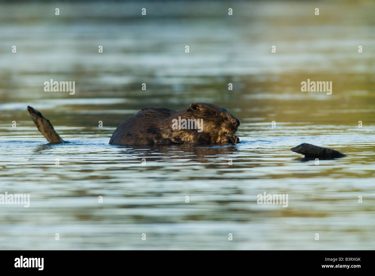 Beaver Feeding High Resolution Stock Photography and Images - Alamy