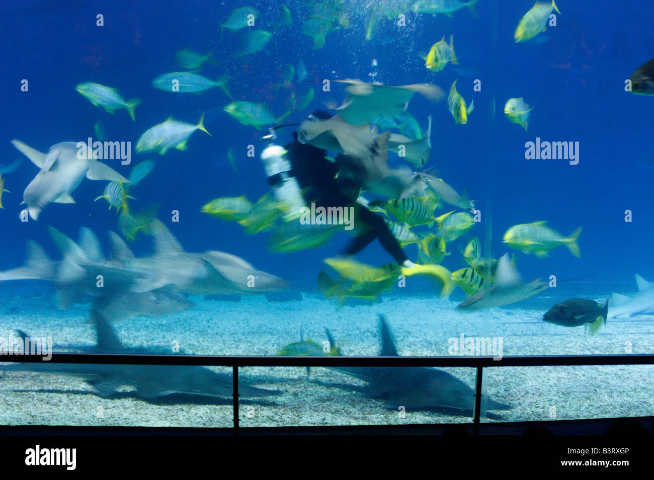 Diver feeding fish in an aquarium viewing tank Stock Photo - Alamy